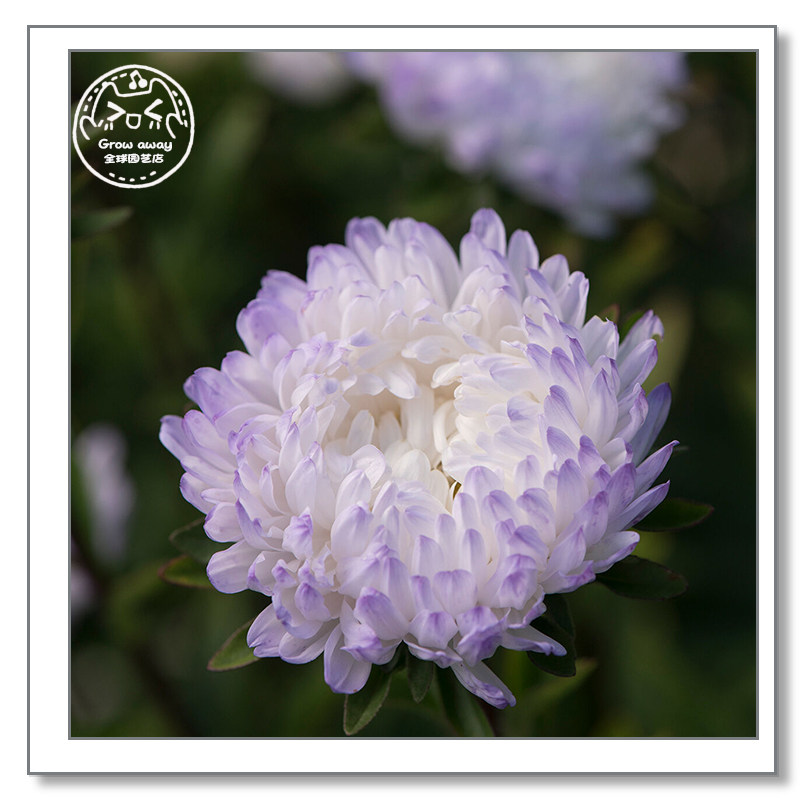 Duchess blue ice double-petal aster seeds imported heirloom indoor four ...