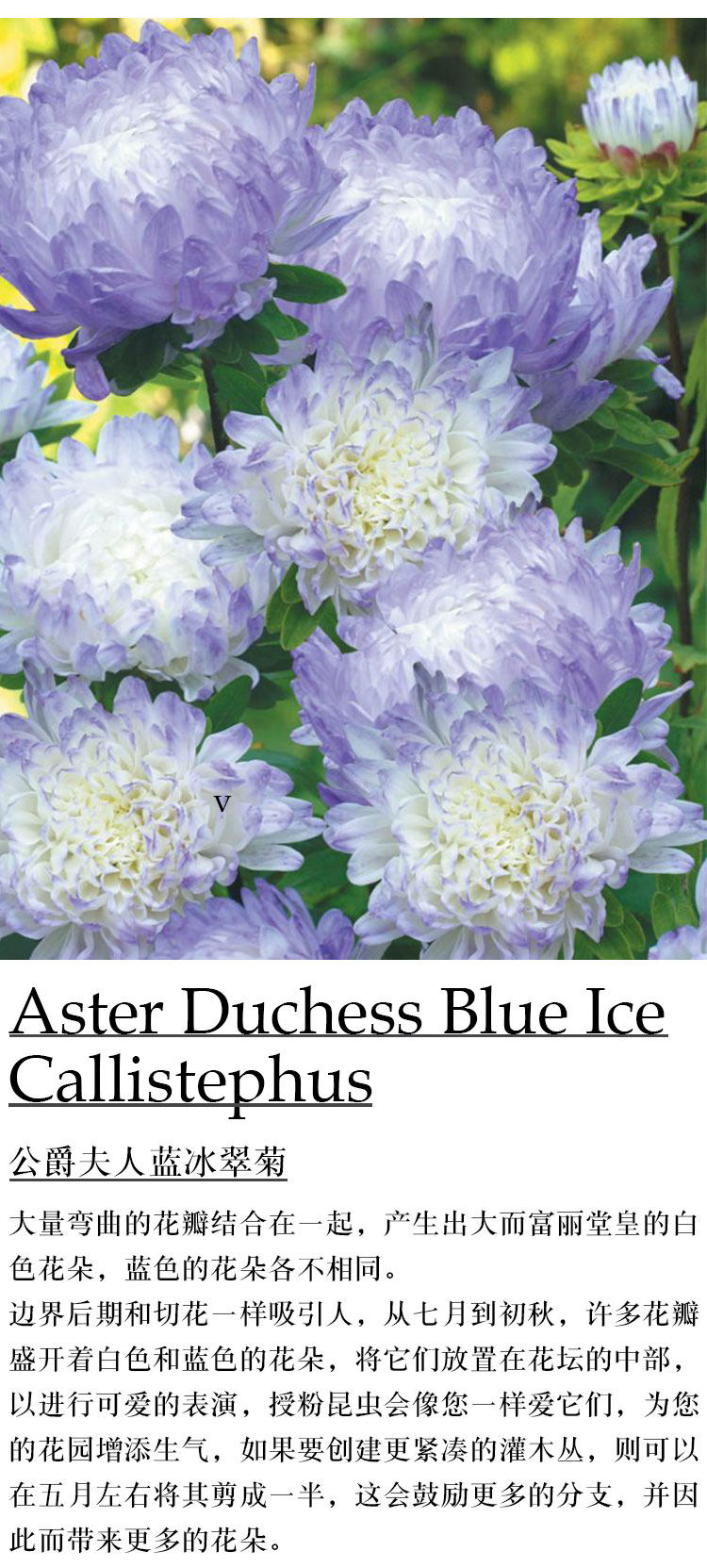 Duchess blue ice double-petal aster seeds imported heirloom indoor four ...