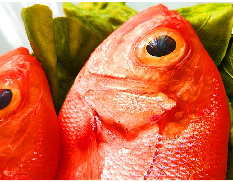 红鱼深海,红鱼,深海海底_大山谷图库