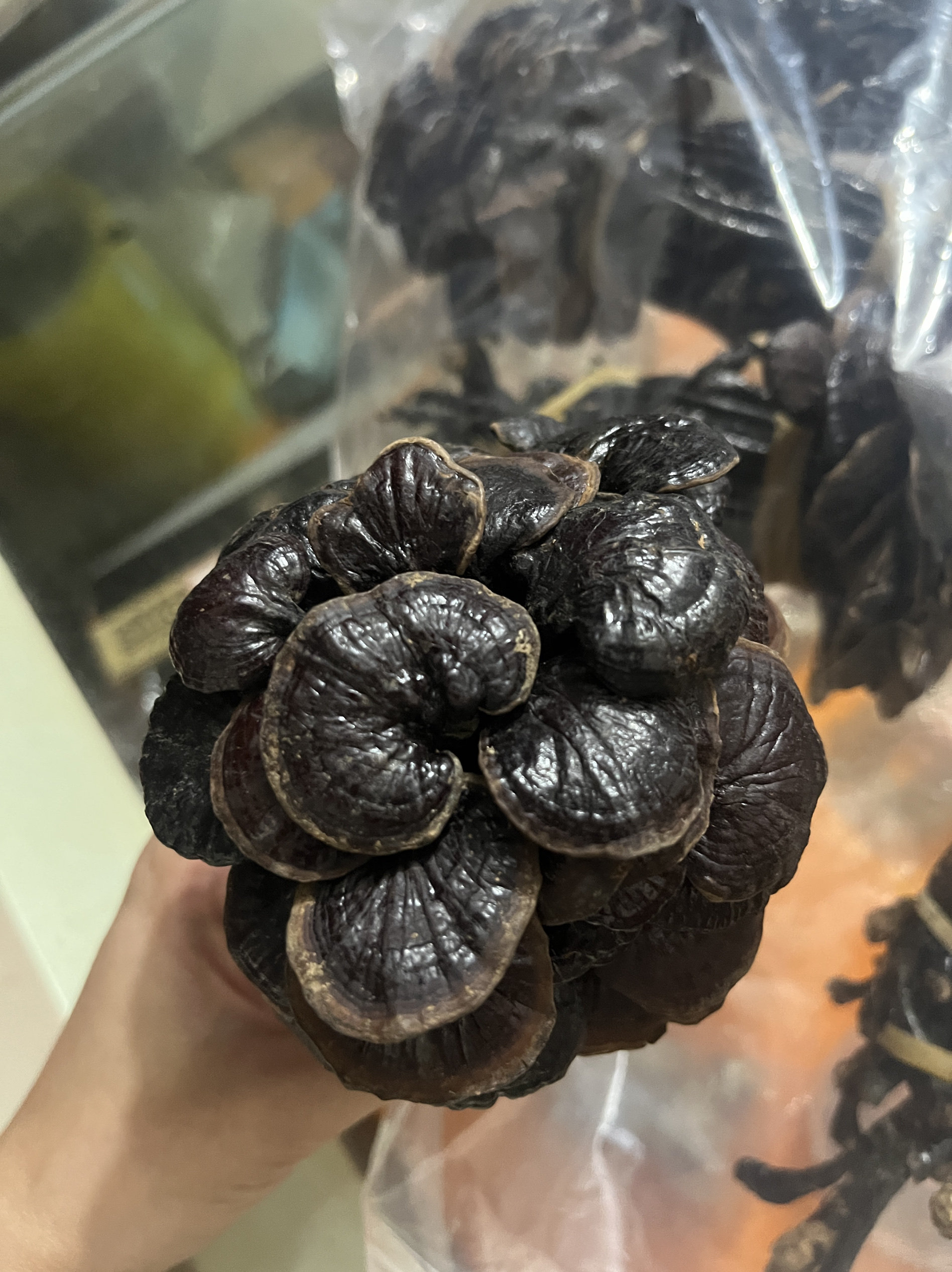 震惊全网！海南岛野生灵芝真的能长颈？竹灵芝竟藏玄机？🔥-整枝灵芝-淘宝好物网