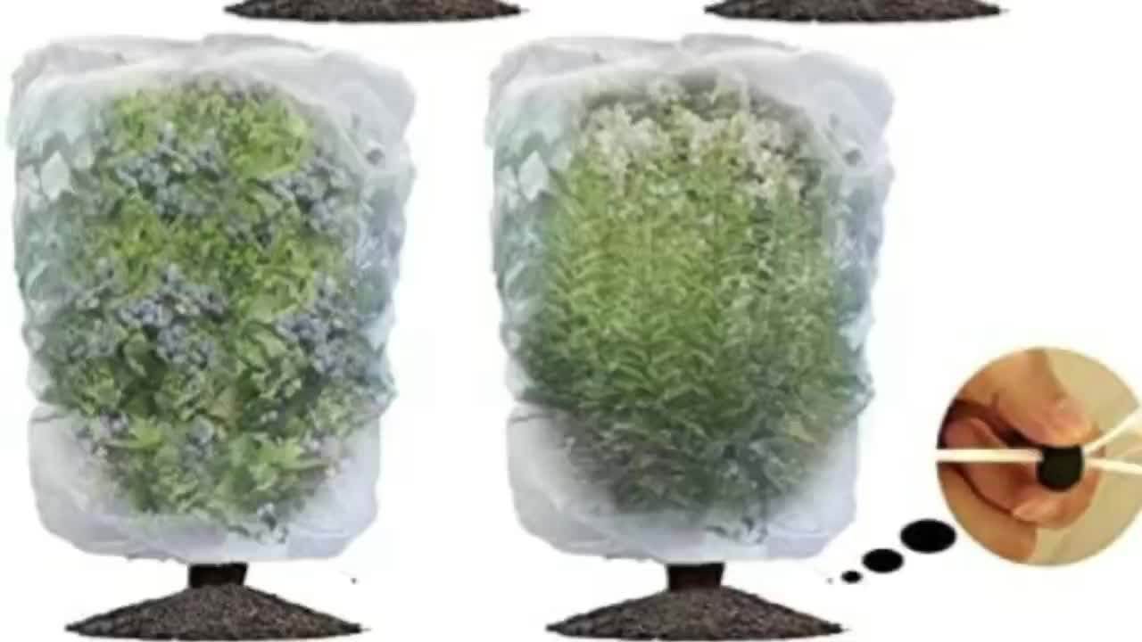 Garden Plant Fruits Blueberry Bushes Protection Netting Covers Bags ...