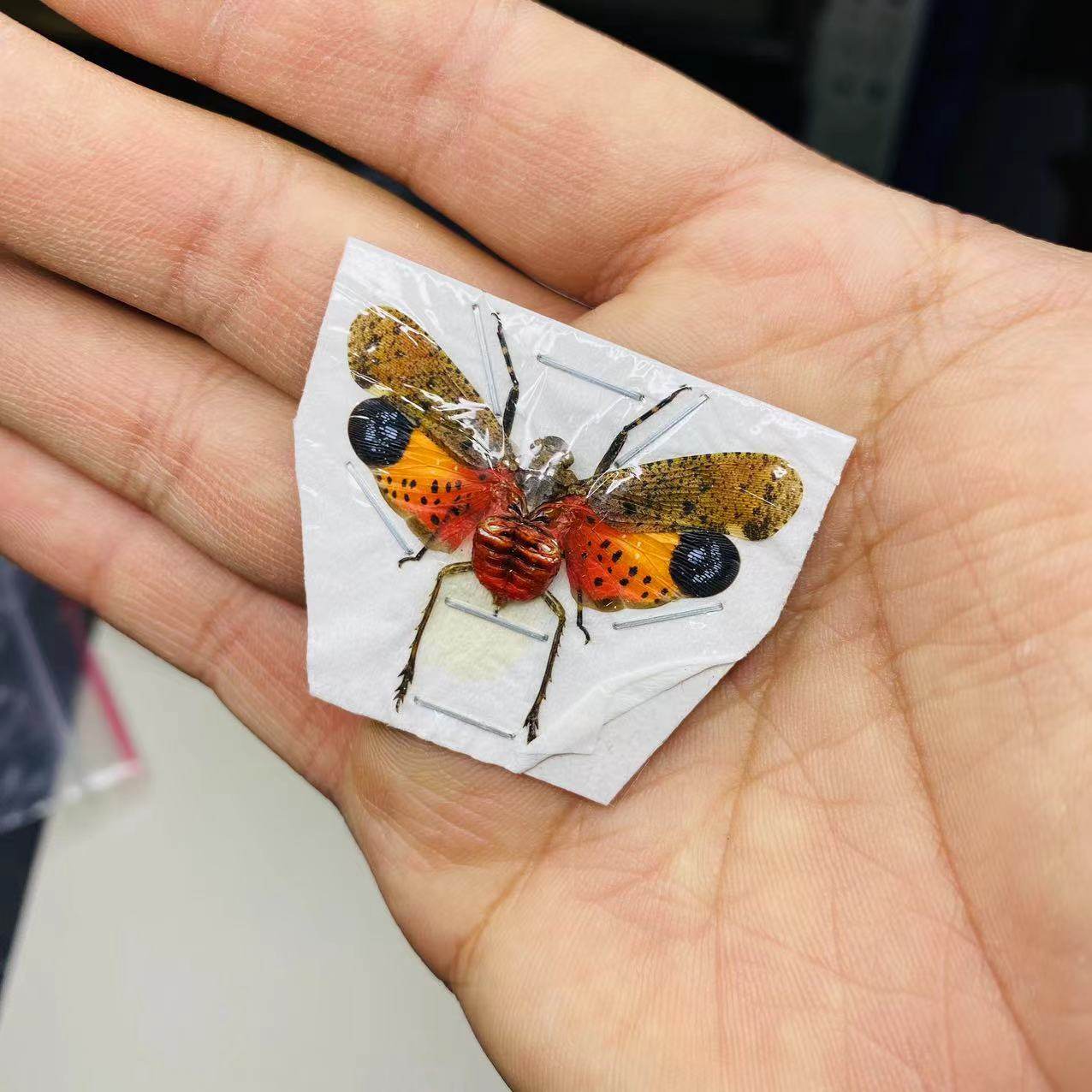 丽悲蜡蝉标本Penthicodes pulchella｜已展翅真昆虫艺术收藏，家居装饰新宠爆火出圈！-标本-淘宝好物网