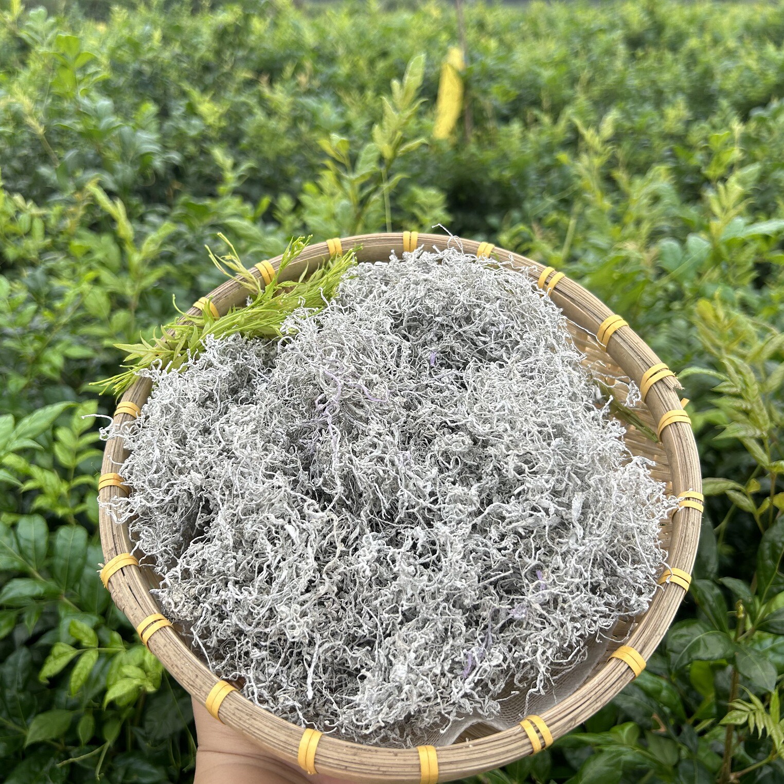 张家界莓茶果果的店