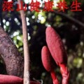 传统名贵滋补养生批发