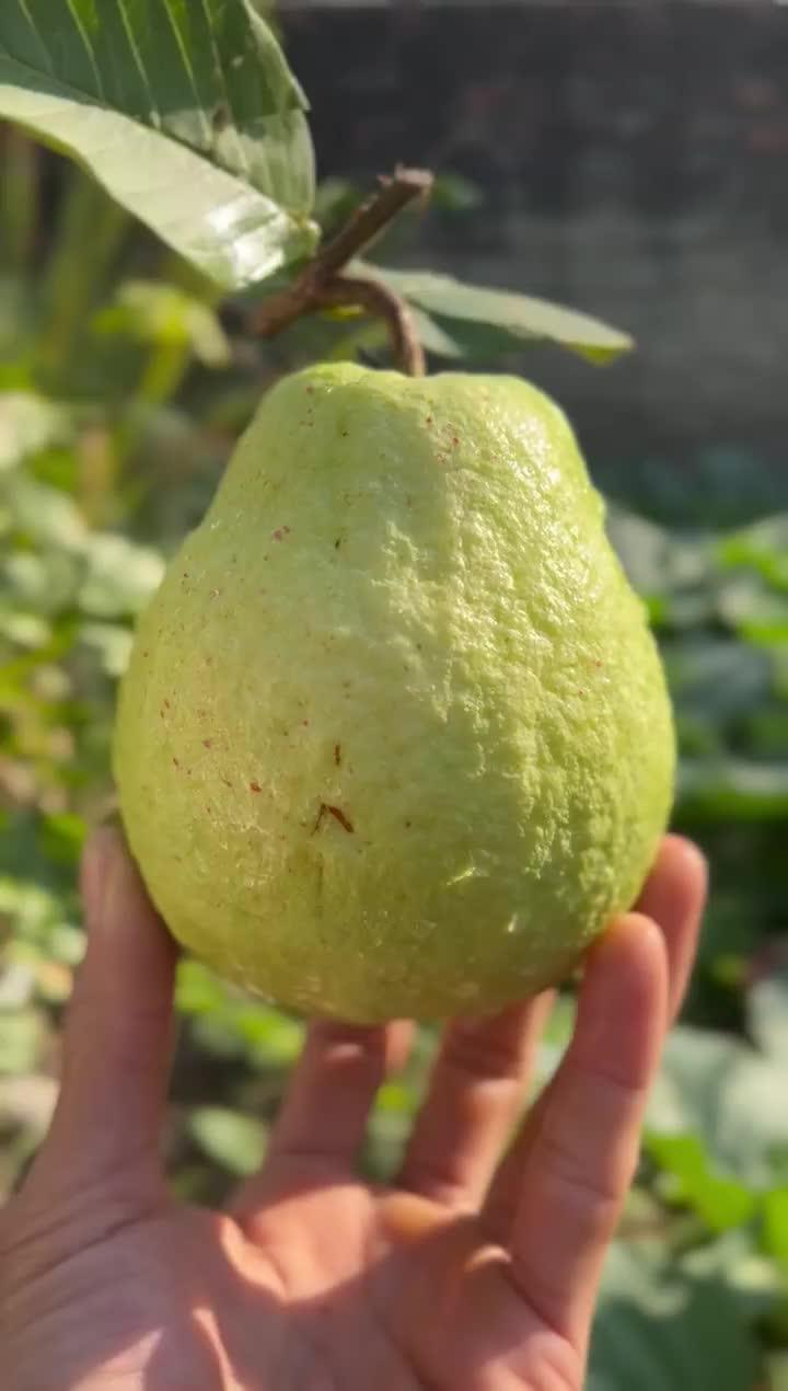 Vietnamese Top Quality Good Taste Fresh Fruit Guava For Wholesale ...