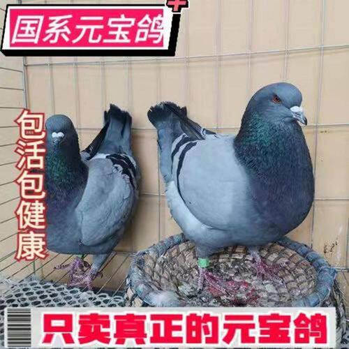 西西宠物用品生活馆