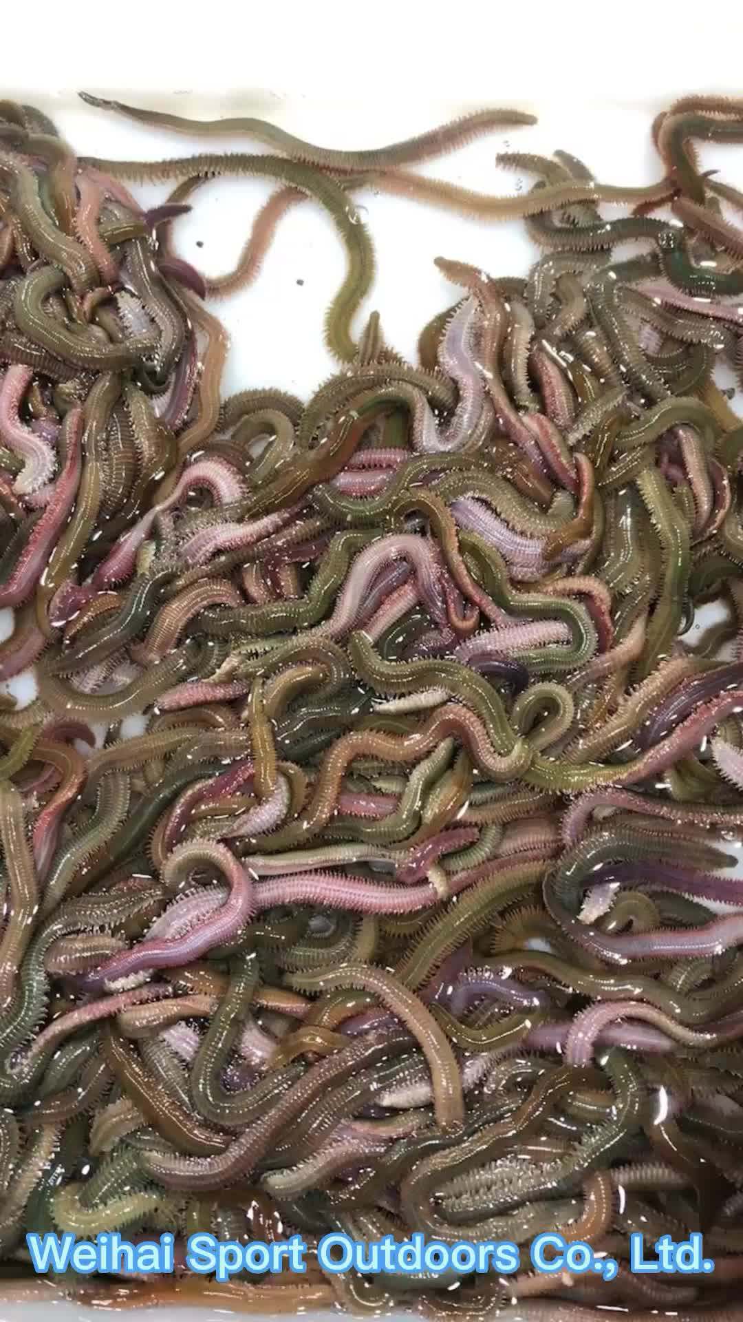 Fresh Live Blood Worm Fishing Bait Green Worm Living Lugworm Nereis ...