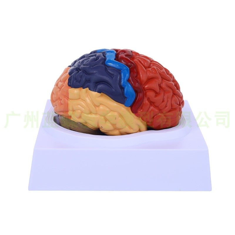 Medical Brain Model Brain Function Partition Cortex Partition Human ...