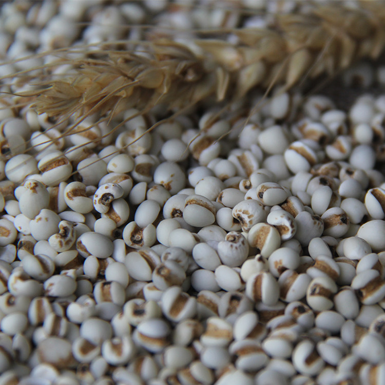 [USD 6.05] Little Barley, Guizhou Little Barley, Barley, and Mean, and ...