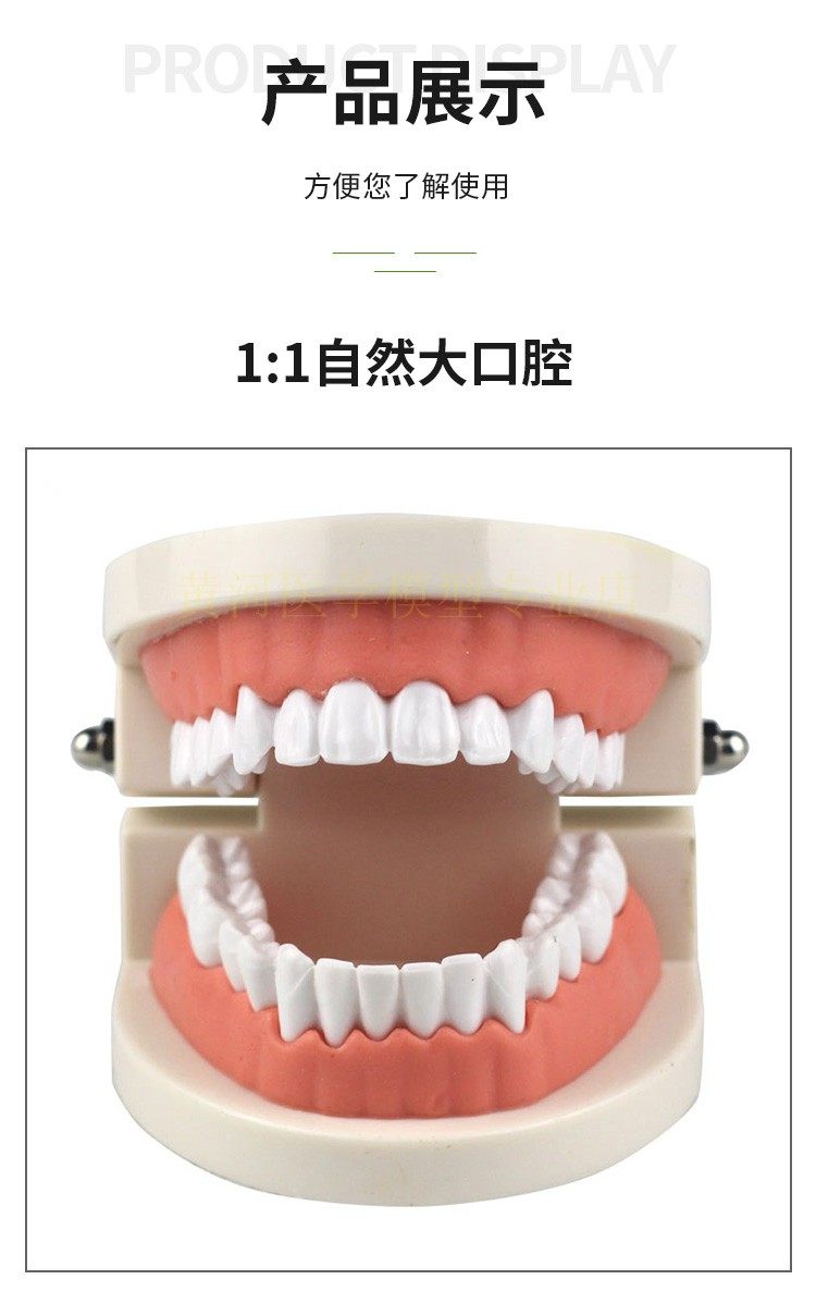 Advanced 6x large nursing tooth model tooth model