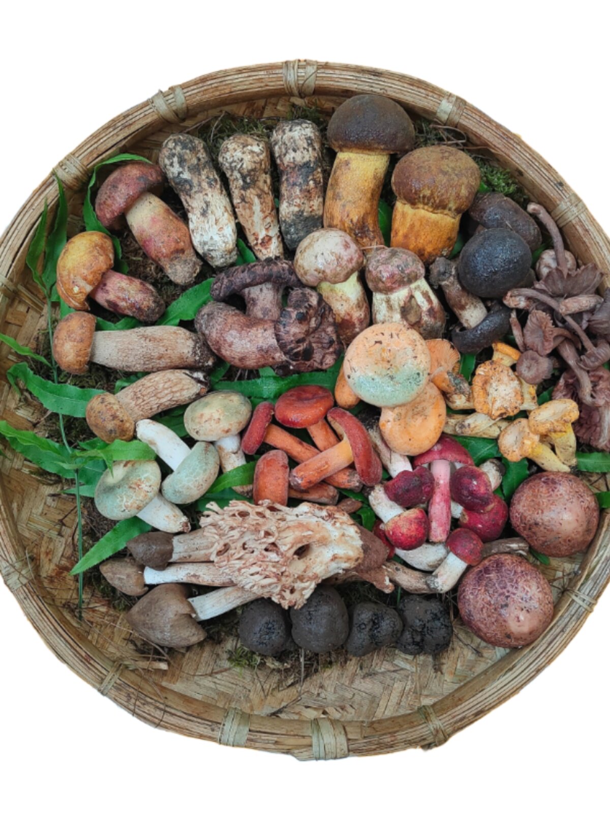 彩云之滇云品批发