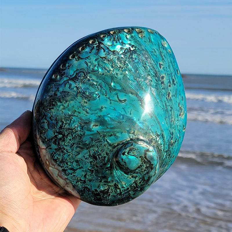 [USD 20.13] Natural sea snail large shell South African abalone shell ...