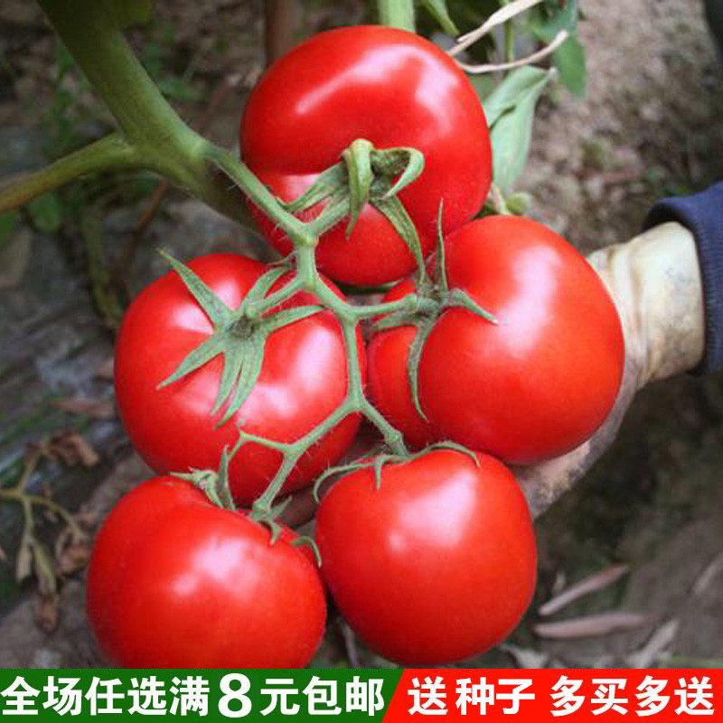 Chinese Giant Tomato Seeds