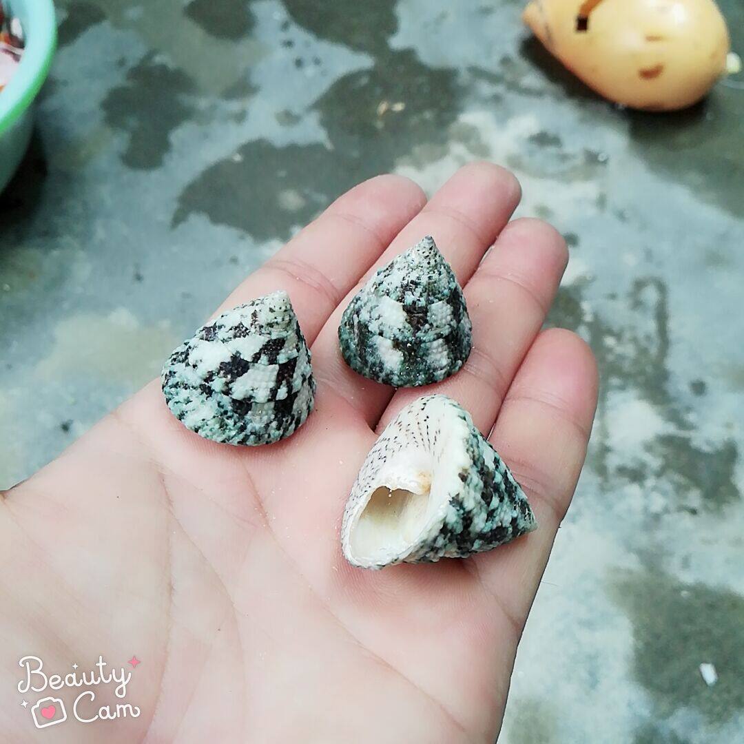 [USD 4.22] Green tower conch shell fish tank creative scenery ocean ...