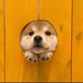 遇见它宠物