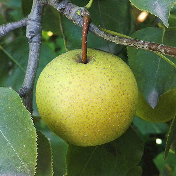 Tianjin Jixian mountain farm home 2021 fresh sour pear fine peel small ...