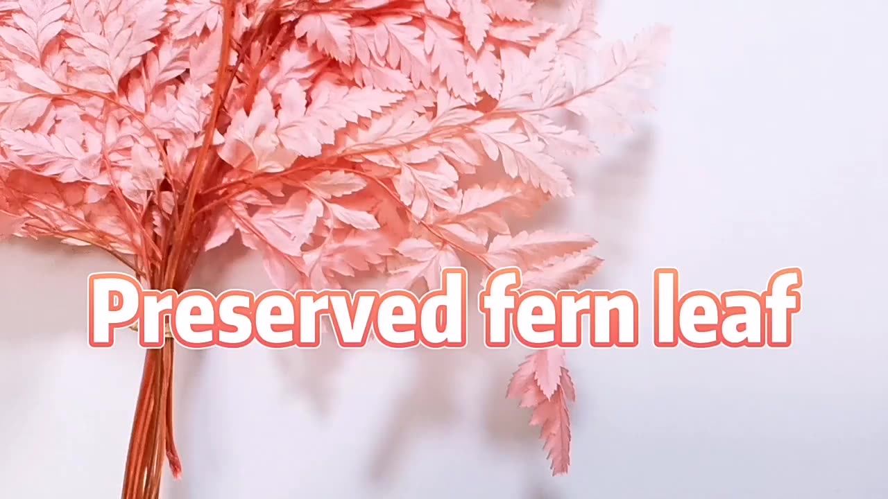 Fern Preserved Natural Real White Arachniodes Leather Leaf Fern Fresh ...