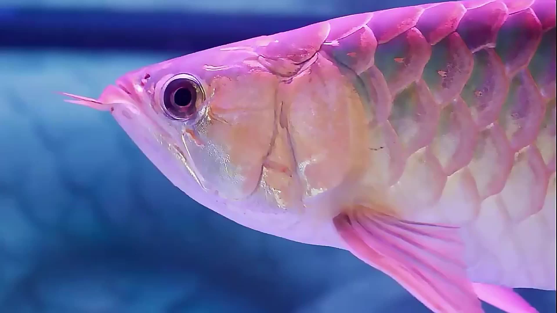 Custom Big Fish Tanks 300 Gallon 200 Gallon Large Aquarium 30 To 100 ...