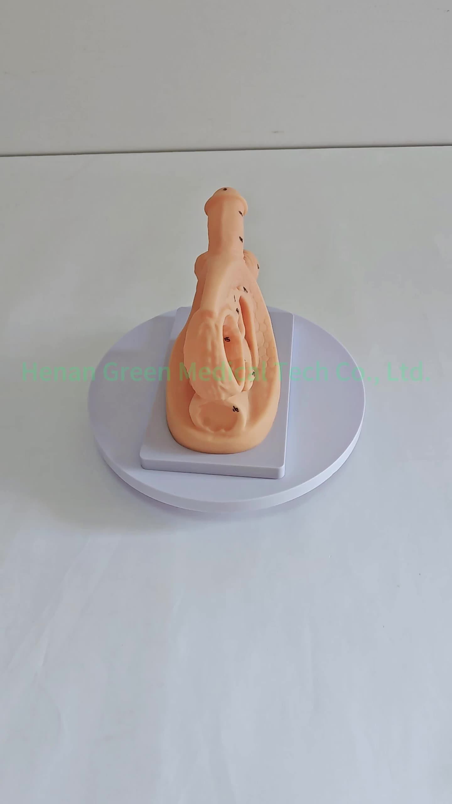 Male Reproductive System Model Basic Urethral Catheterization Teaching ...