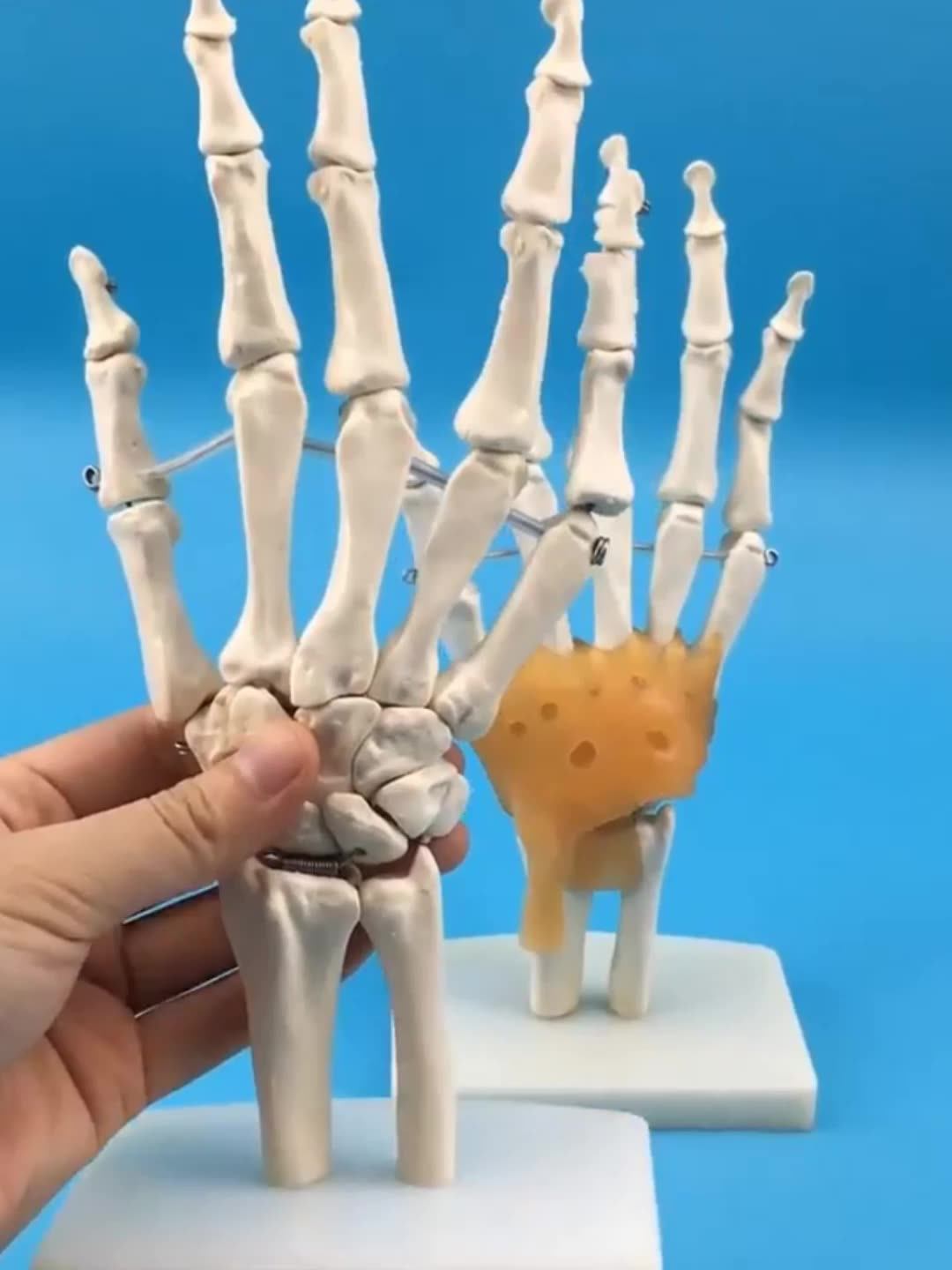 Anatomical Model Commonly Used In Medical Teaching Human Hand Joints ...