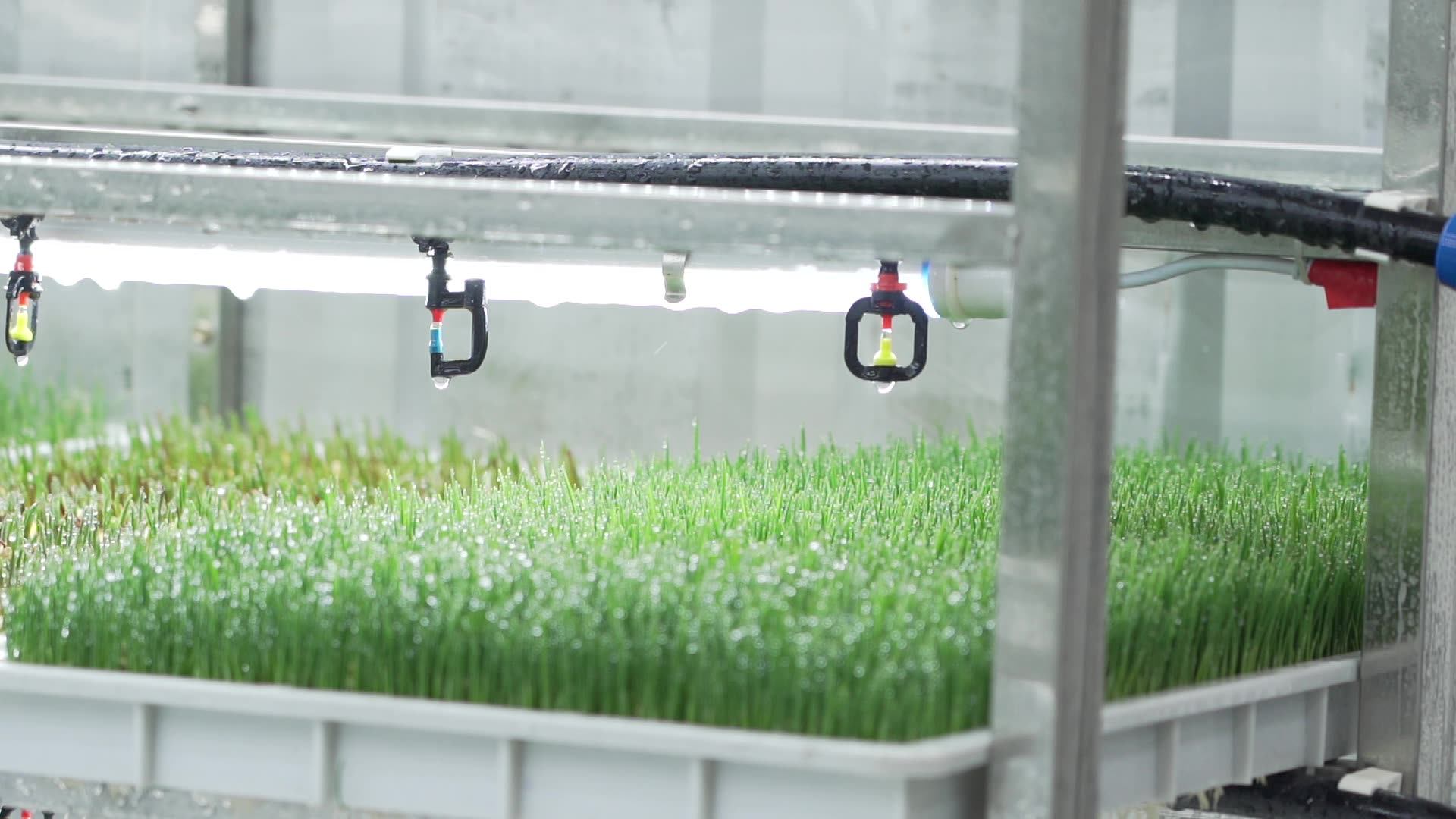 40 Hq Hydroponics Fodder System Container For Farm Hydroponic Growing ...