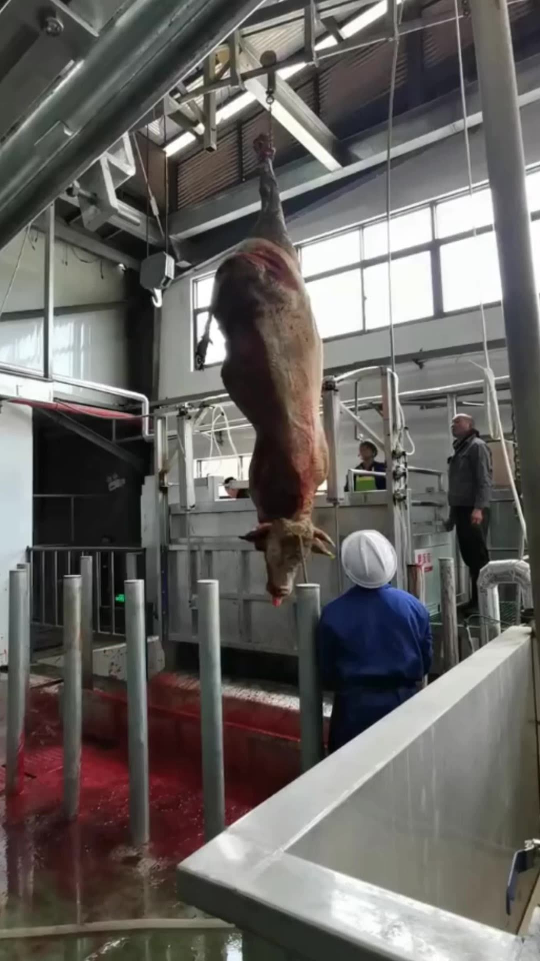 Complete Abattoir Plant Cow Slaughter House 10 Cattle Hour Halal Meat ...