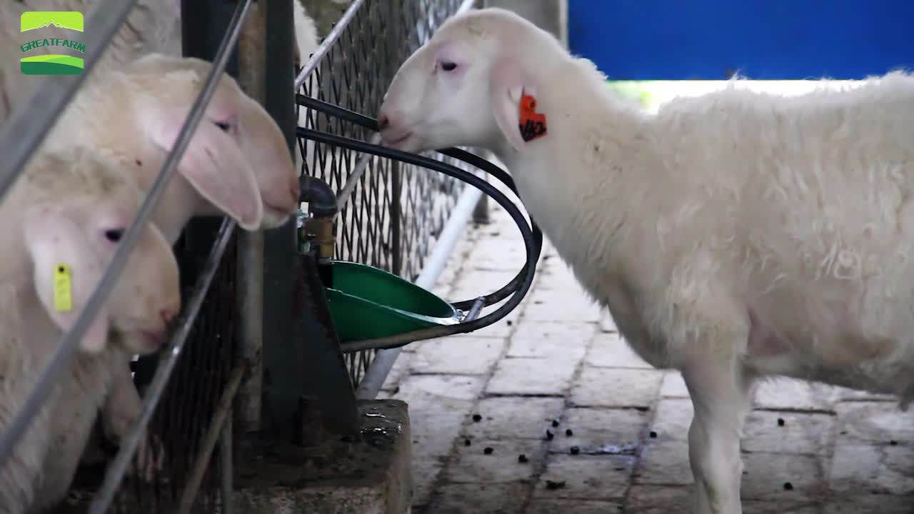 Plastic Goat Drinkers And Stainless Steel Sheep Drinking Bowl - Buy ...