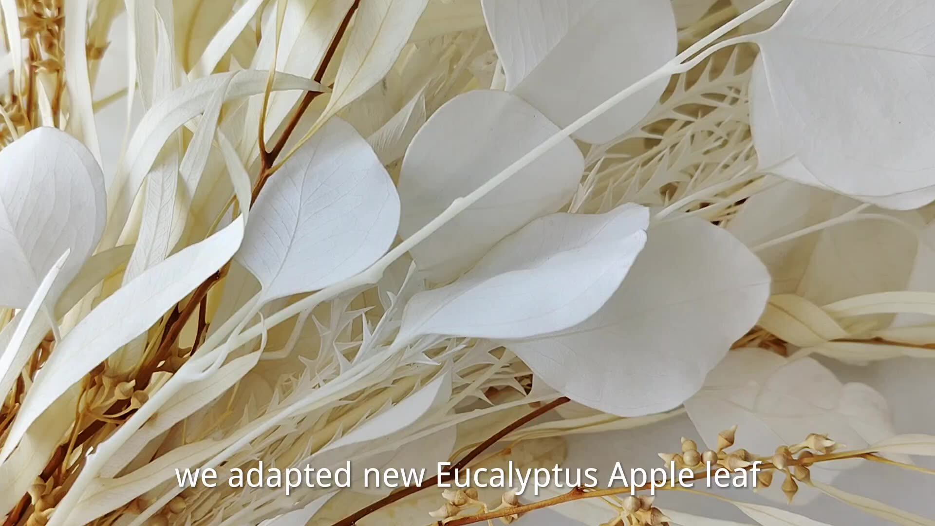 Hot Selling High Quality Bleach Preserved Eucalyptus Leaves Apple Shape ...