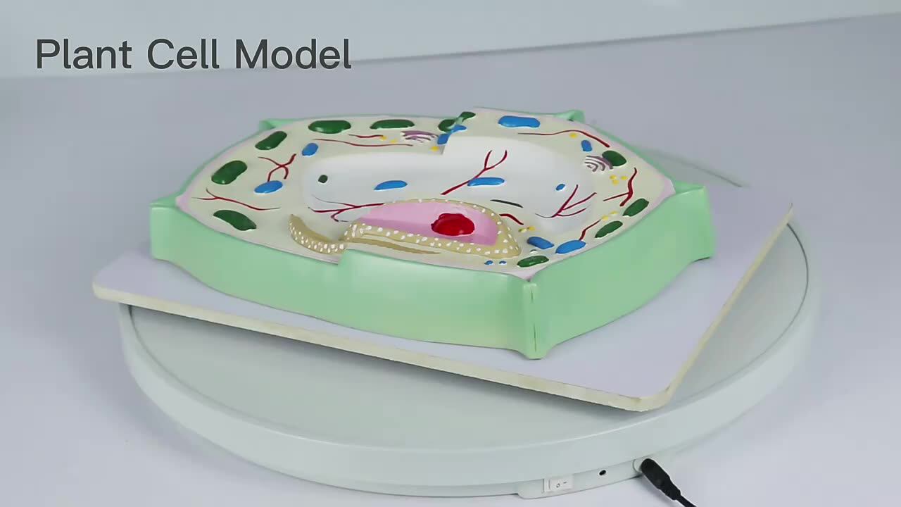 Plant Cell Structure Anatomical Model Biology Teaching Laboratory ...