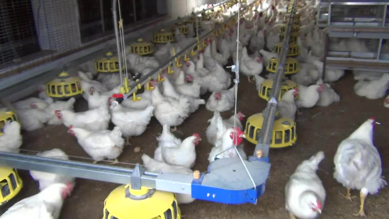 Broiler Layer Big Chain Breeder Feeding Equipment Poultry Farm Chicken ...