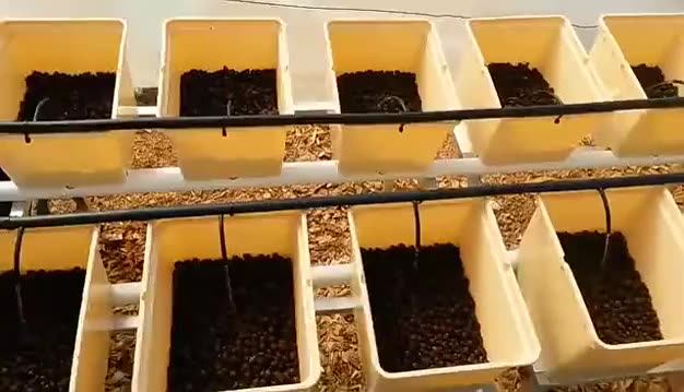 Dutch Bucket For Hydroponic Plastic Dutch Bucket Hydroponics Dutch ...