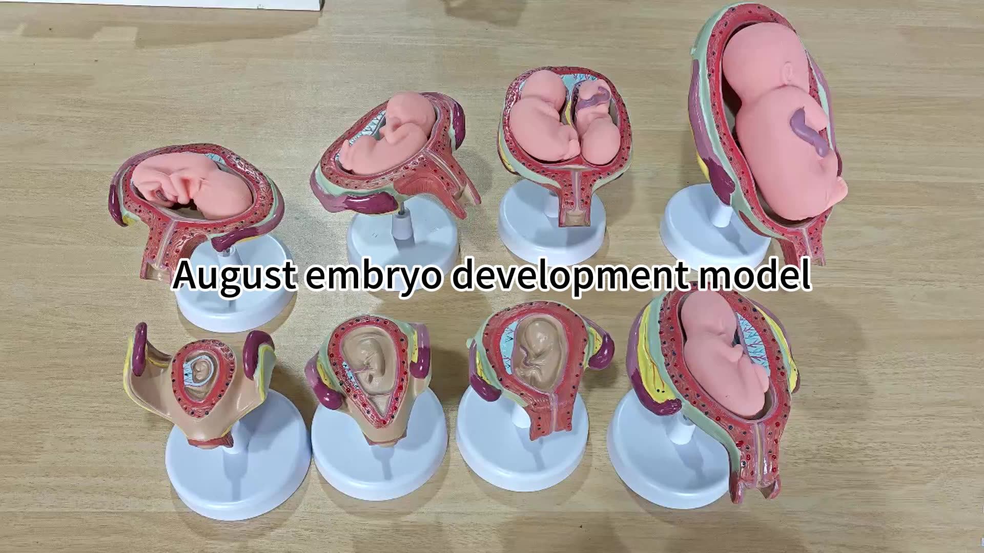 Teaching Resources For Biological Models Of Human Fetal Development ...