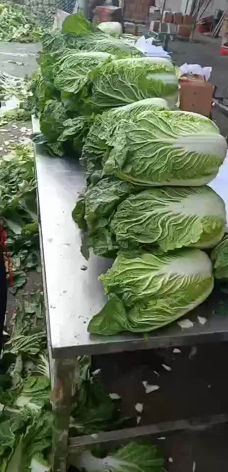 2019 Chinese Fresh Round Cabbage/beijing Cabbage /flat Cabbage ...