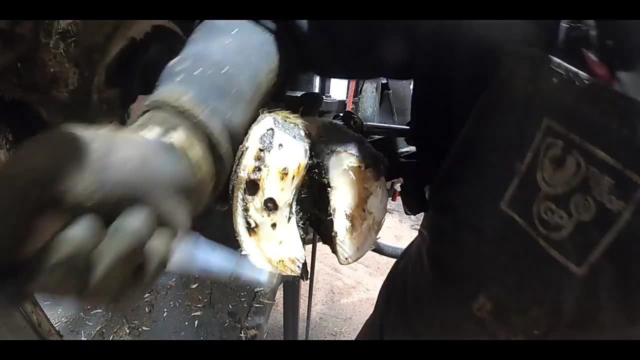 Great Farm Cattle Wooden Hoof Blocks Treatment Of Toe Cow Foot Health ...