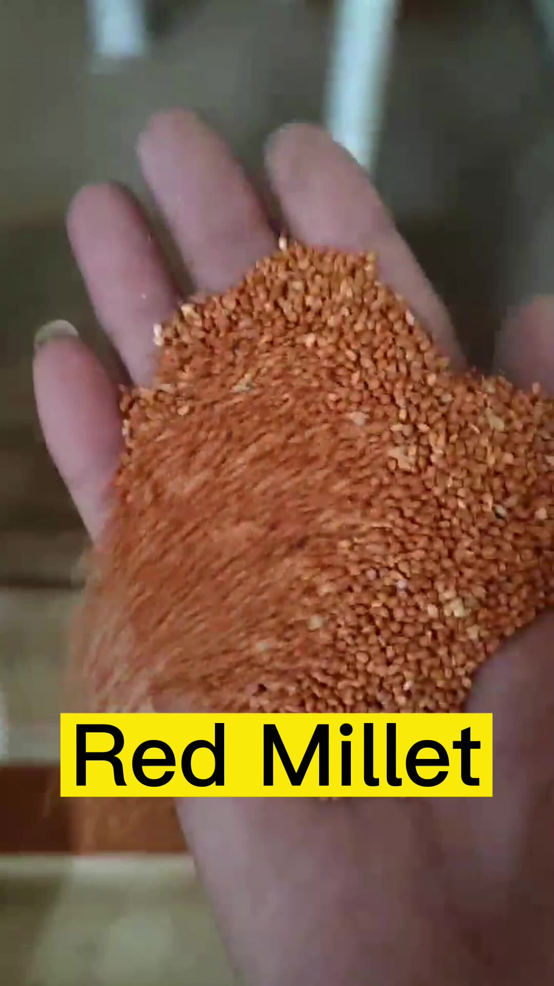 Red Millet In Husk With Shelled Broomcorn For Seed Bird Food Pet's Feed ...