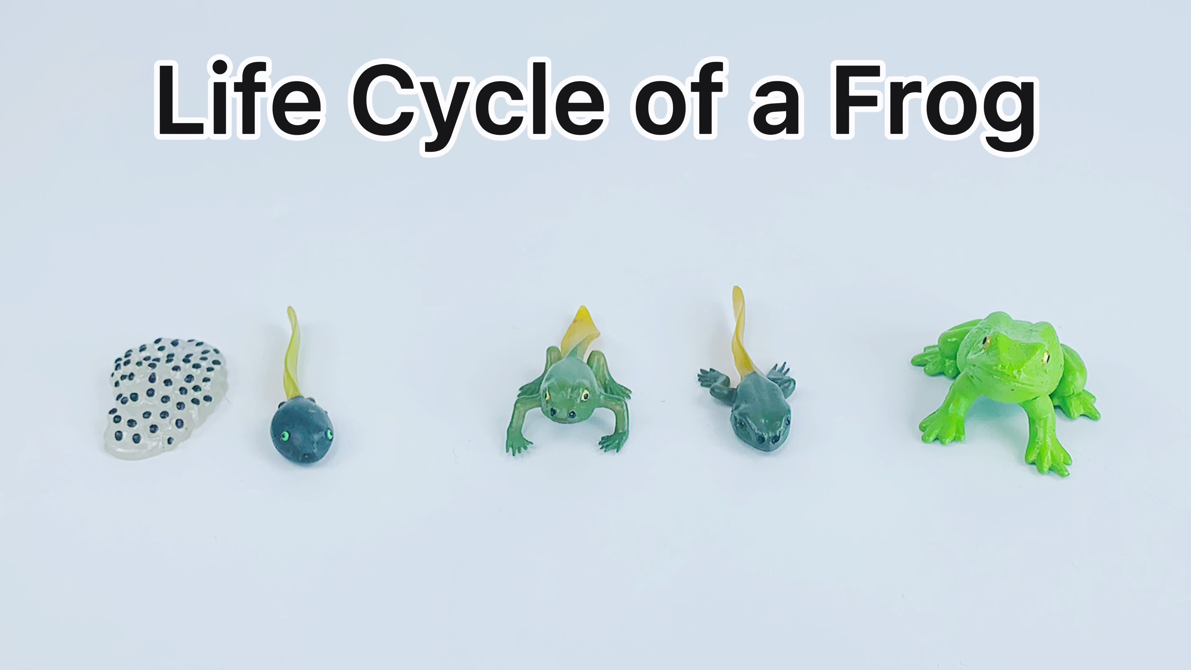 Science Stem Toy Life Cycle Of Frog Biology Kit For Kids - Buy Frog ...