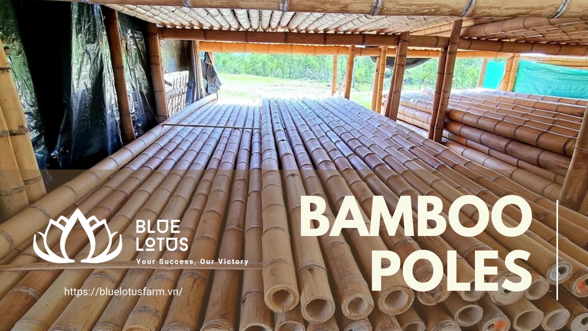 Bamboo Poles Nature Raw Bamboo Poles Straight Pole Bamboo From Planted ...