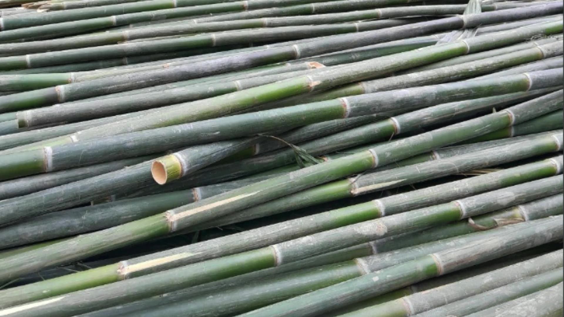 Raw Bamboo Splitting / Breaking Machine With Factory Price/split Bamboo ...