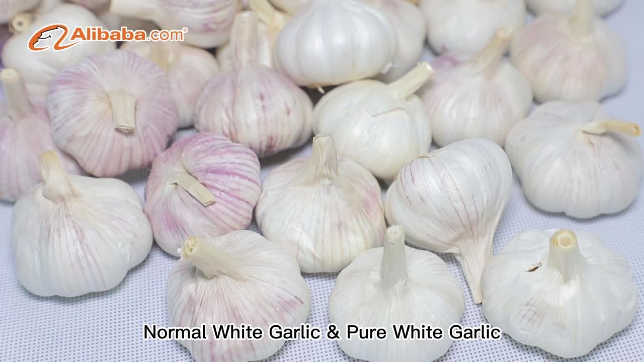 Sell Tunis Fresh Red Color Garlic 55mm 10kg Box ( Crop 2023) Ail ...