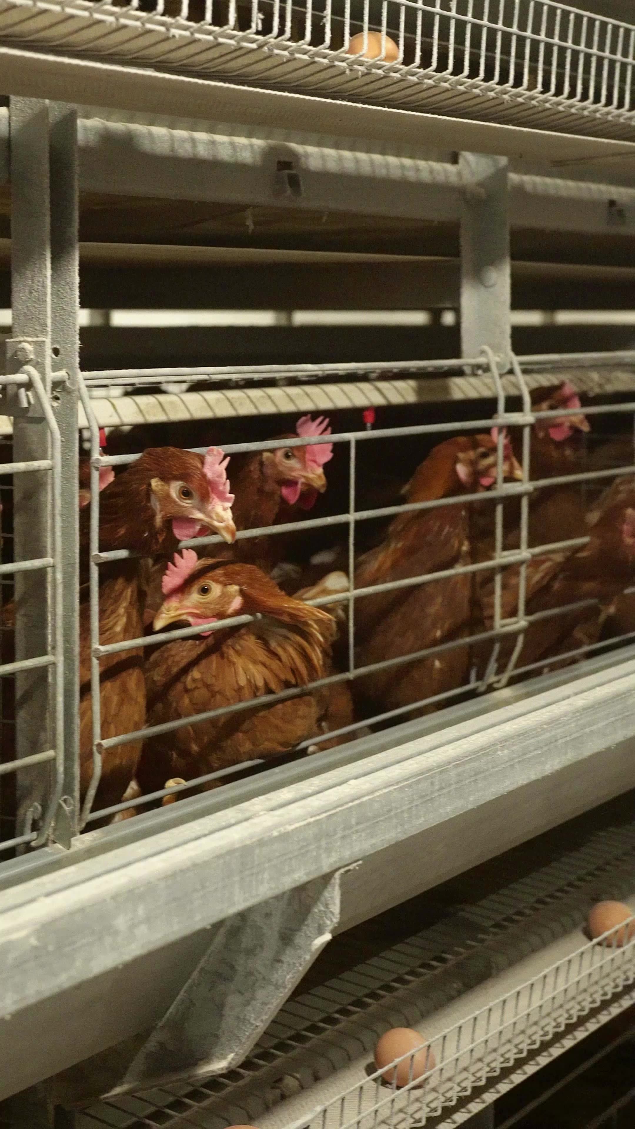 Automatic Poultry Layer Cage Galvanized Battery Laying Hens Layer Egg ...