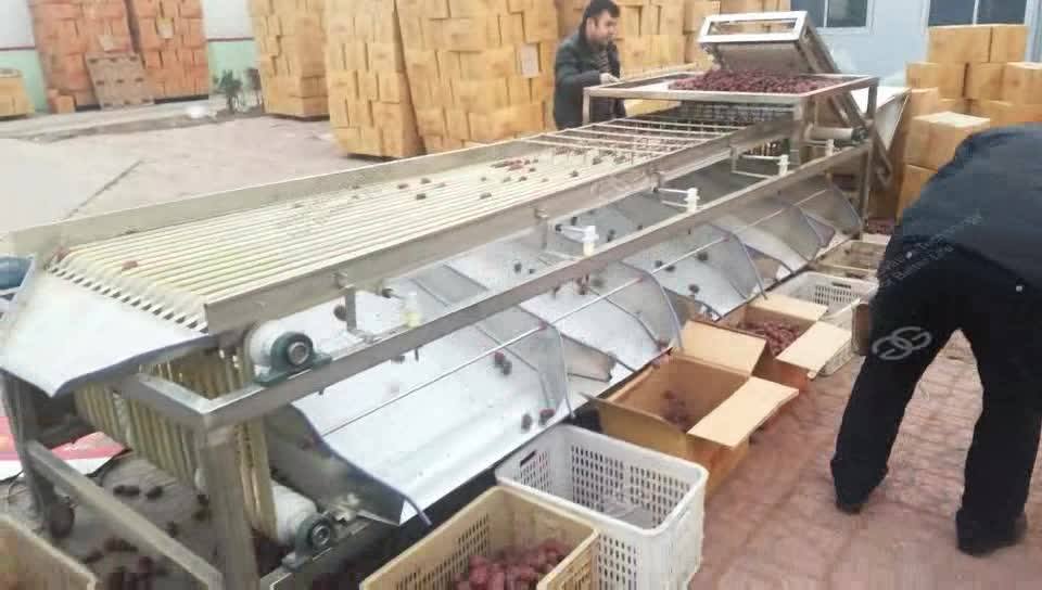 Gelgoog Cherry Tomato Sorter Machine Tomato Sorting Machine - Buy ...