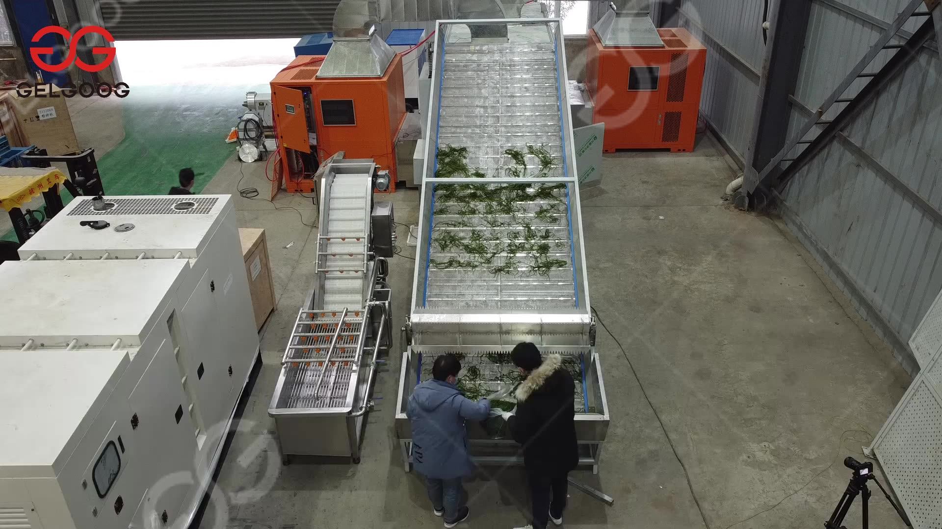 Conveyor Mesh Belt Dehydrator And Processing Fruit Vegetable Garlic ...