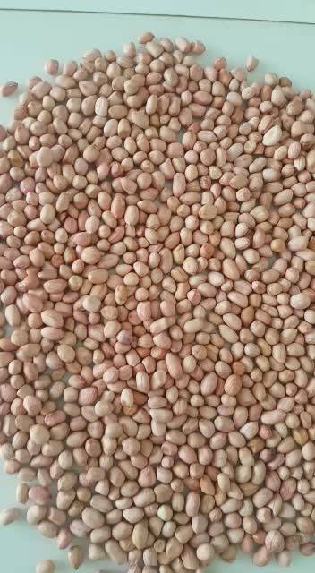 Groundnut Java 50/60 Peanut Kernels Origin Rajasthan From Nik-may ...