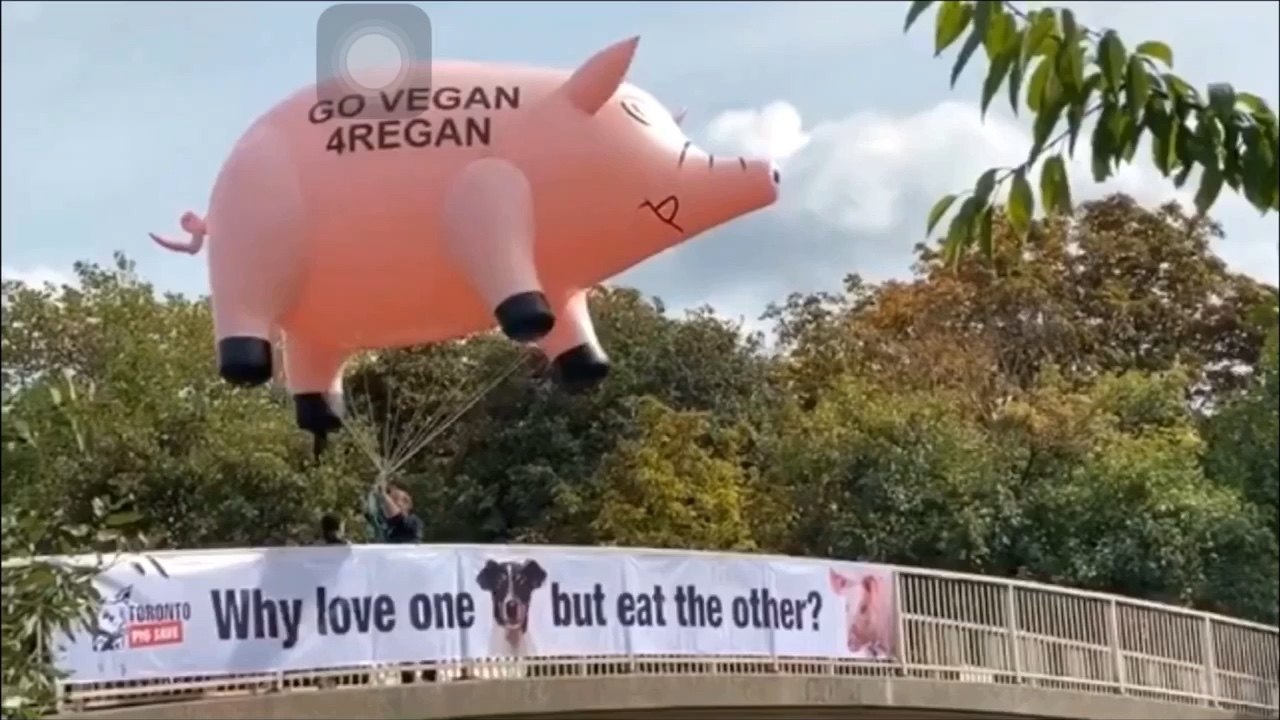 Large Flying Helium Balloon,Inflatable Pig Balloon For Advertising ...