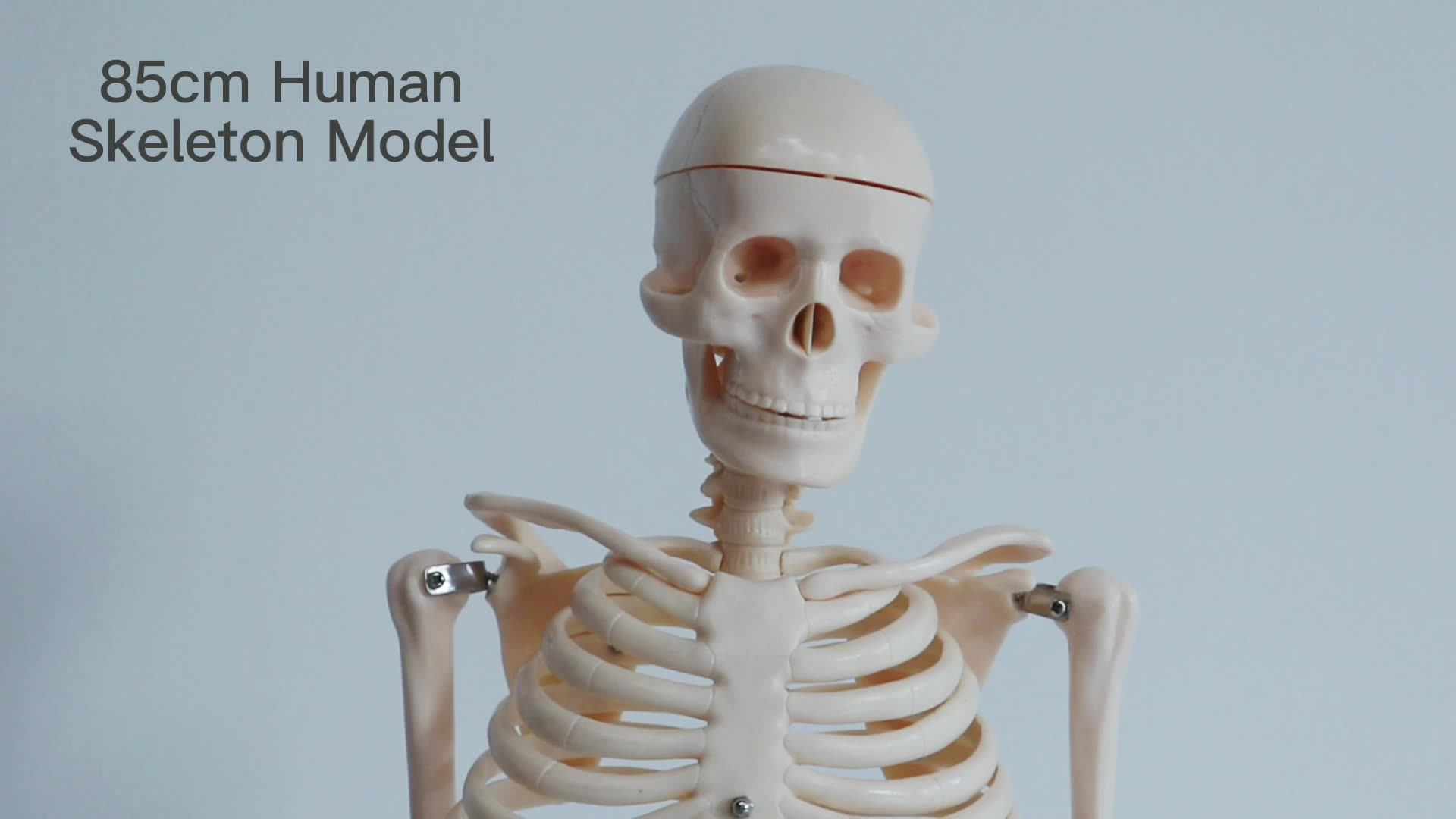 85cm Human Skeleton Model Skeleton Mannequin - Buy 85cm Human Skeleton ...