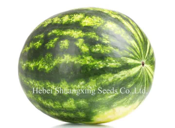 Mini Seedless Watermelon Seeds With Thin And Firm Rind Red Baby - Buy ...
