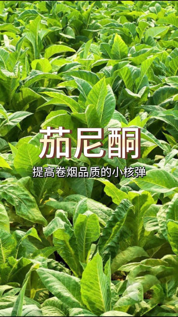 RHF烟用香料 茄尼酮 SOLANONE 1937-54-8 柔和烟香掩盖杂气-阿里巴巴