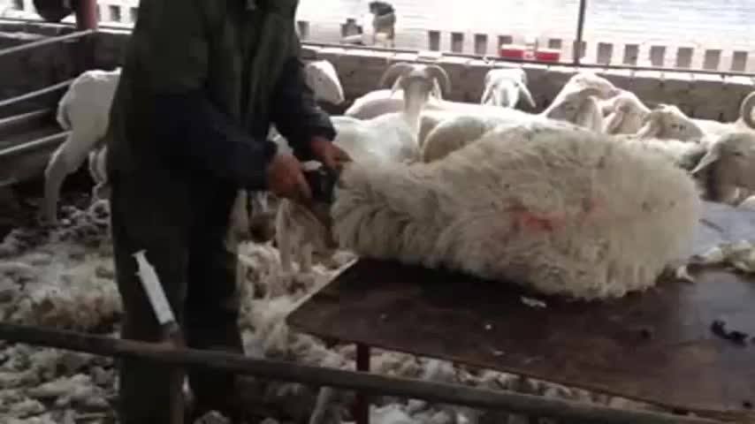 High Power Electric Sheep Shearing Machines,Sheep Clipper - Buy Sheep ...