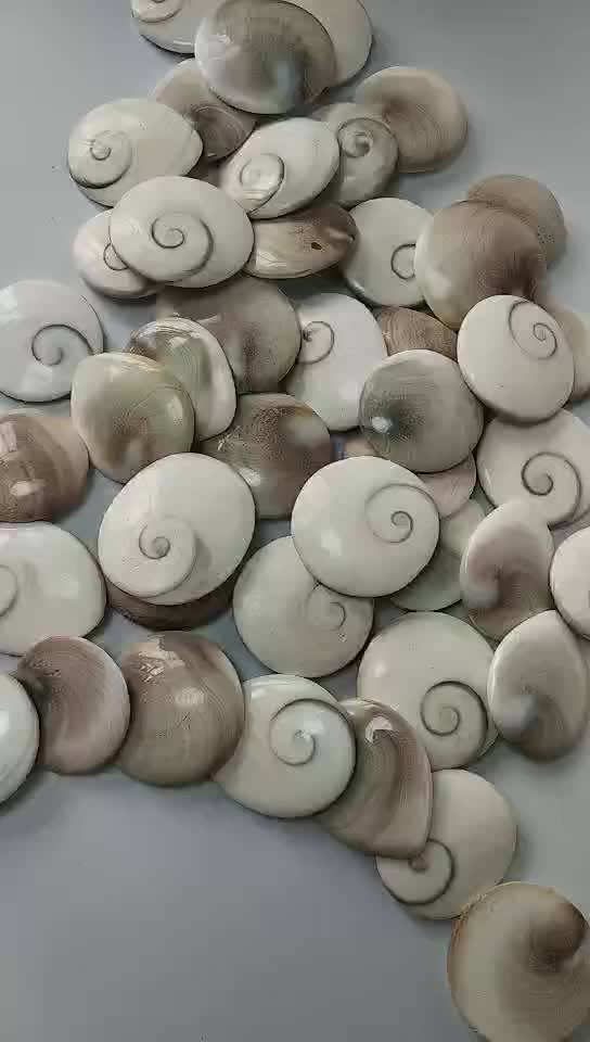 Wholesale Natural Shiva Eye Shell Stonecircles And Ellipses Shaped ...