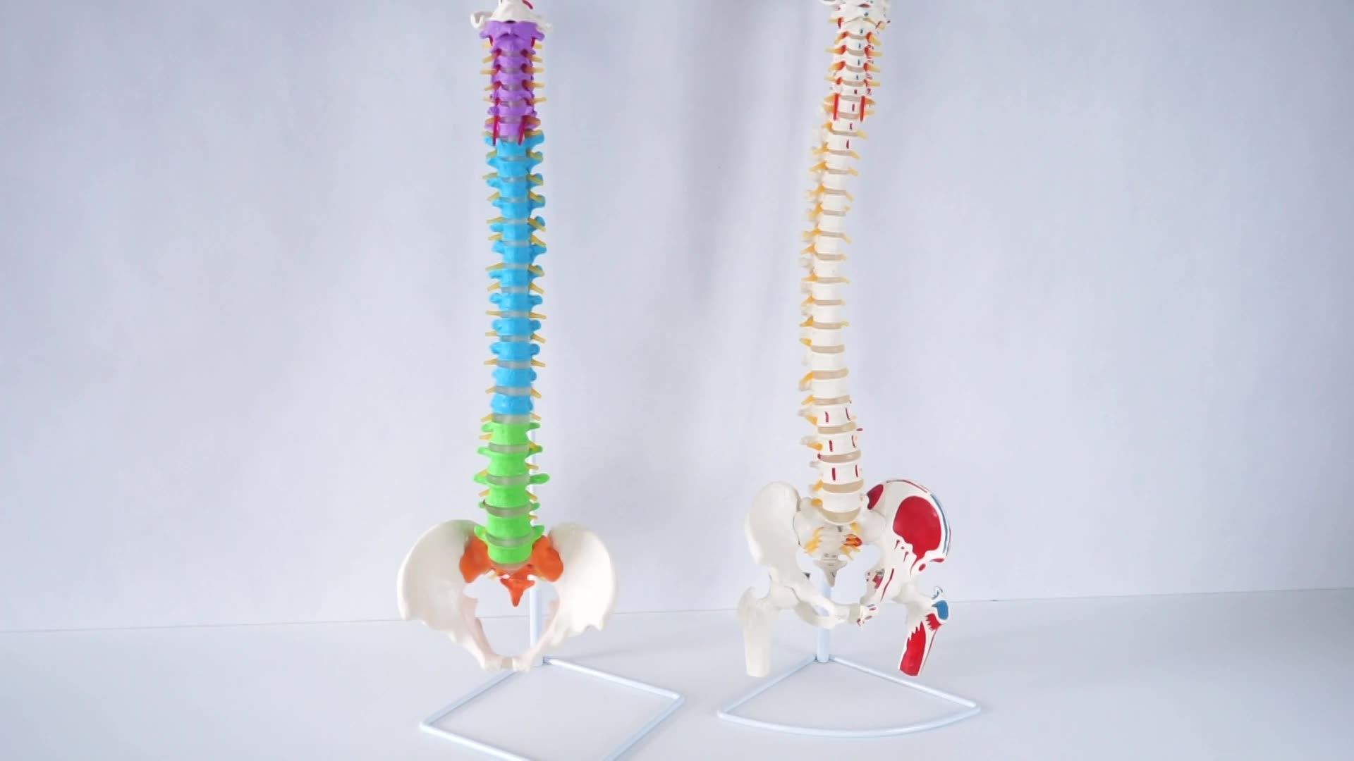 Frt016 Lumbar Spine Model Life Size Cervical Thoracic Back Bone Color ...